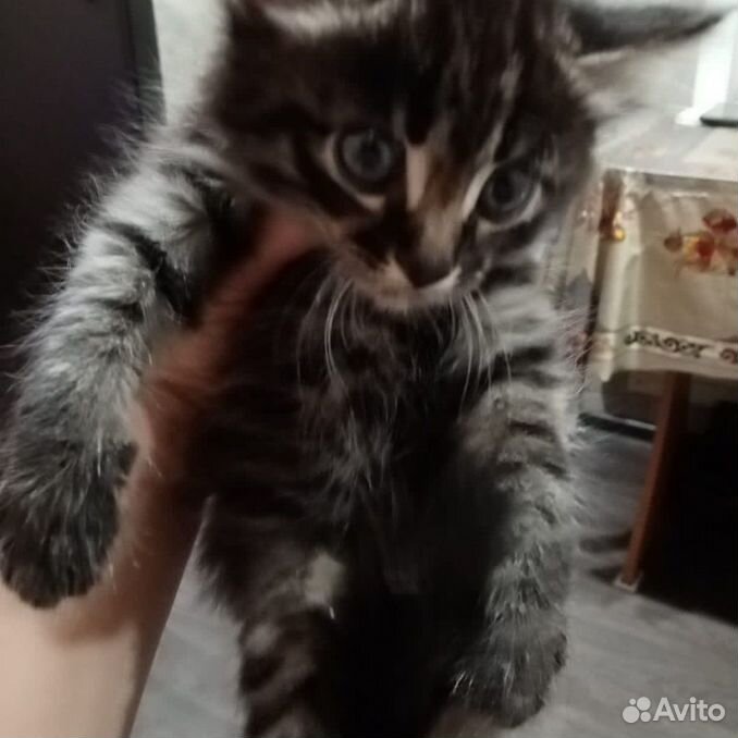 Бенгальские котята темные