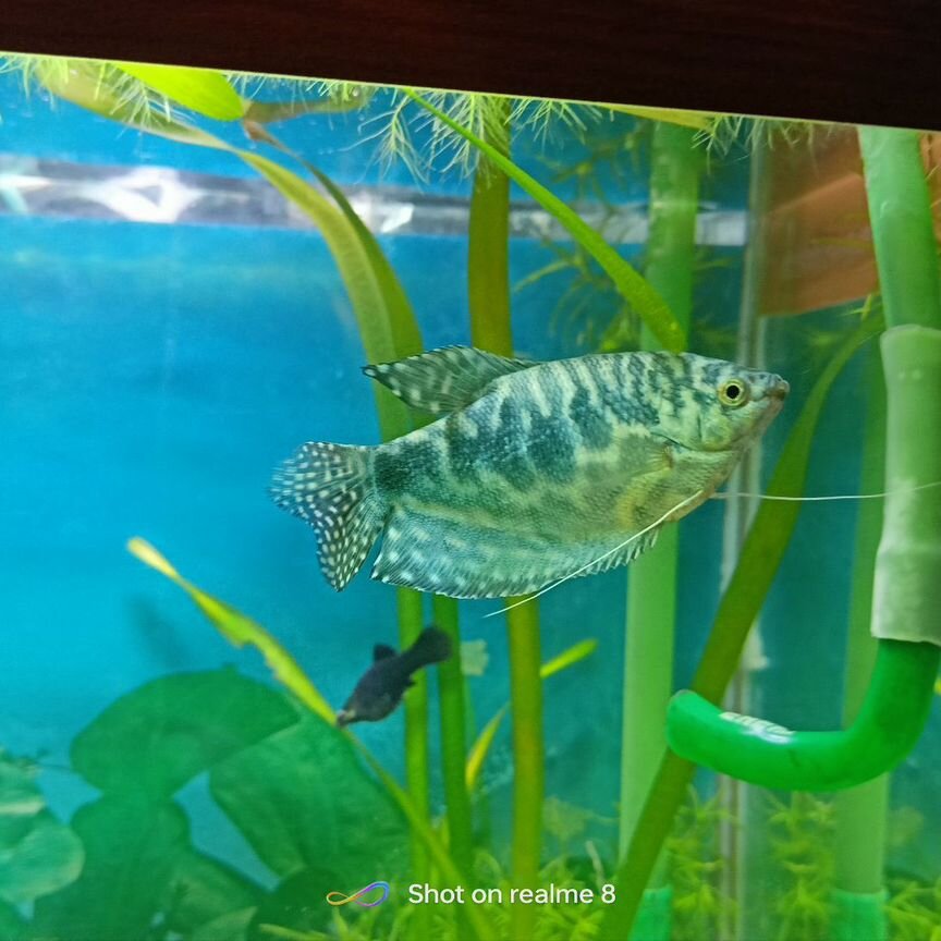 Аквариумные рыбы гурами самец