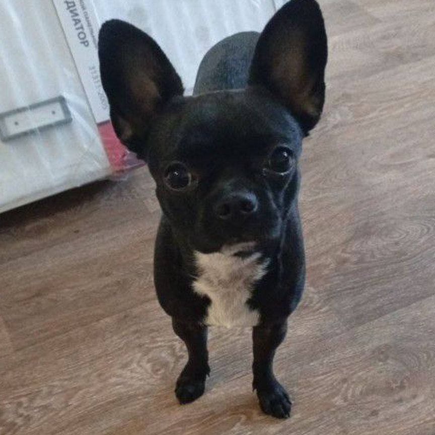 Чихуахуа, взрослая собака