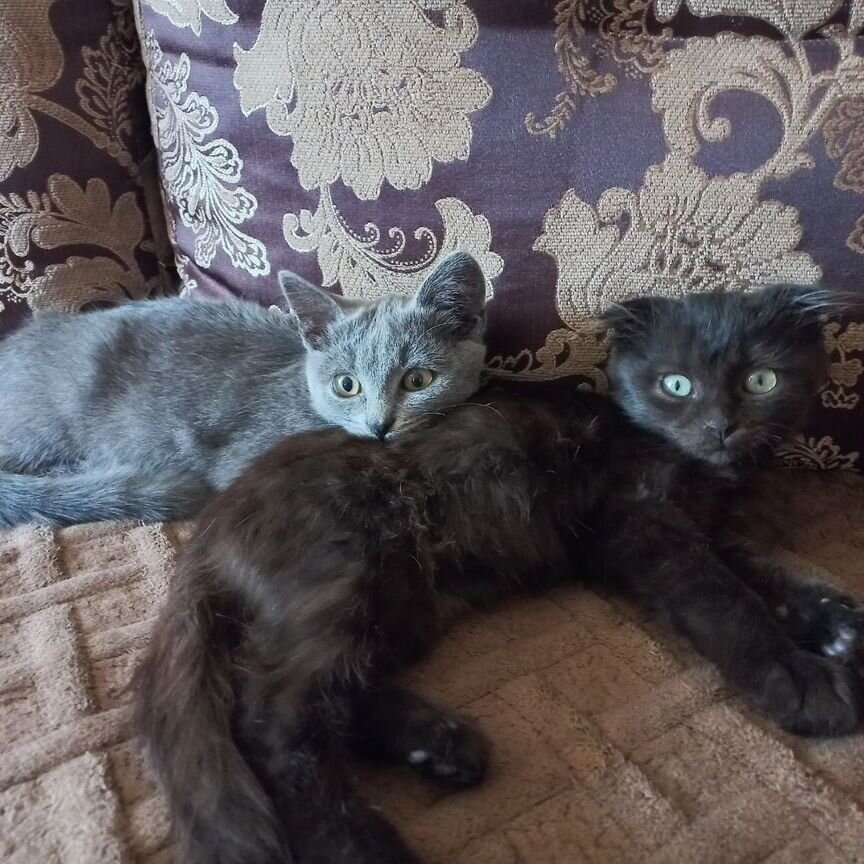 Котята в добрые руки