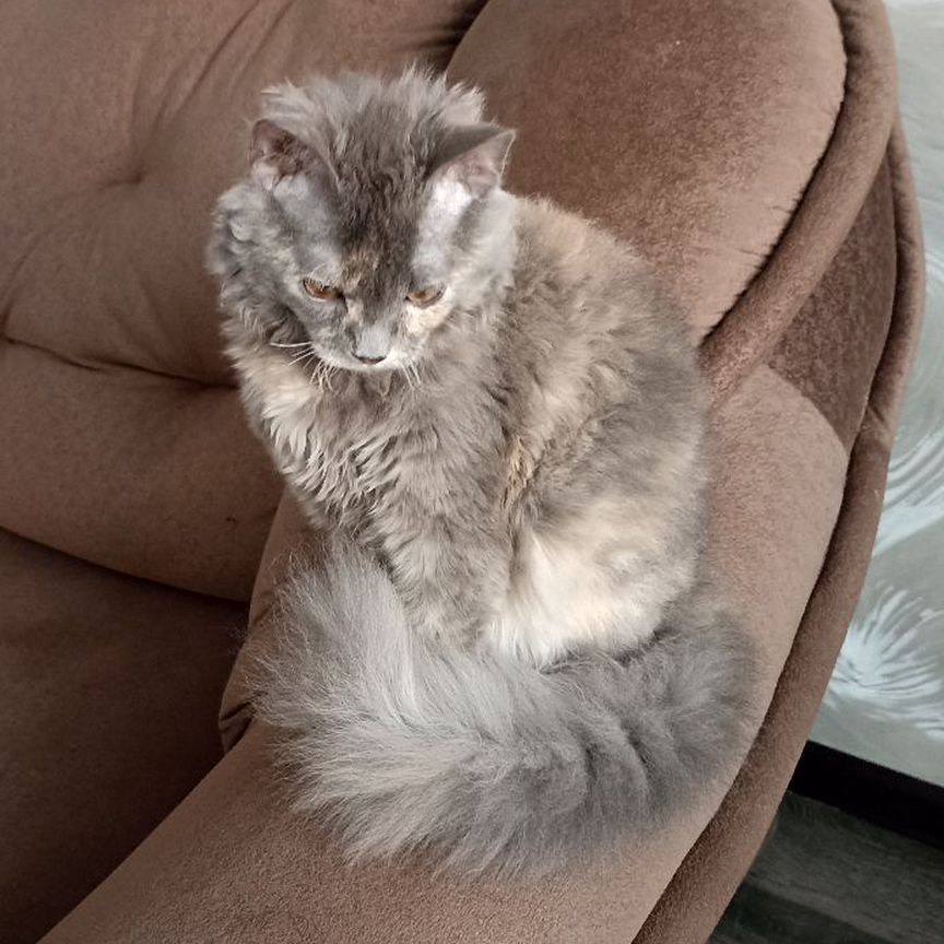 Шотландский прямоухий длинношёрстный котёнок