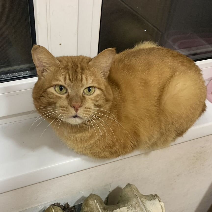 Отдам котика в добрые руки