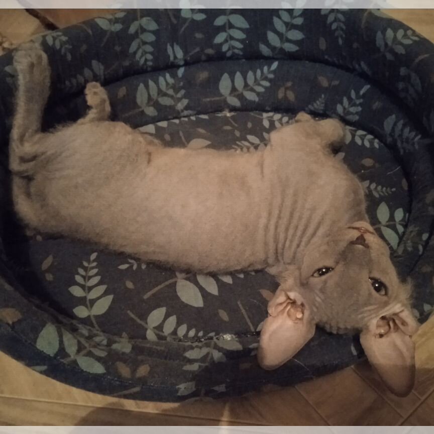 Кошечка