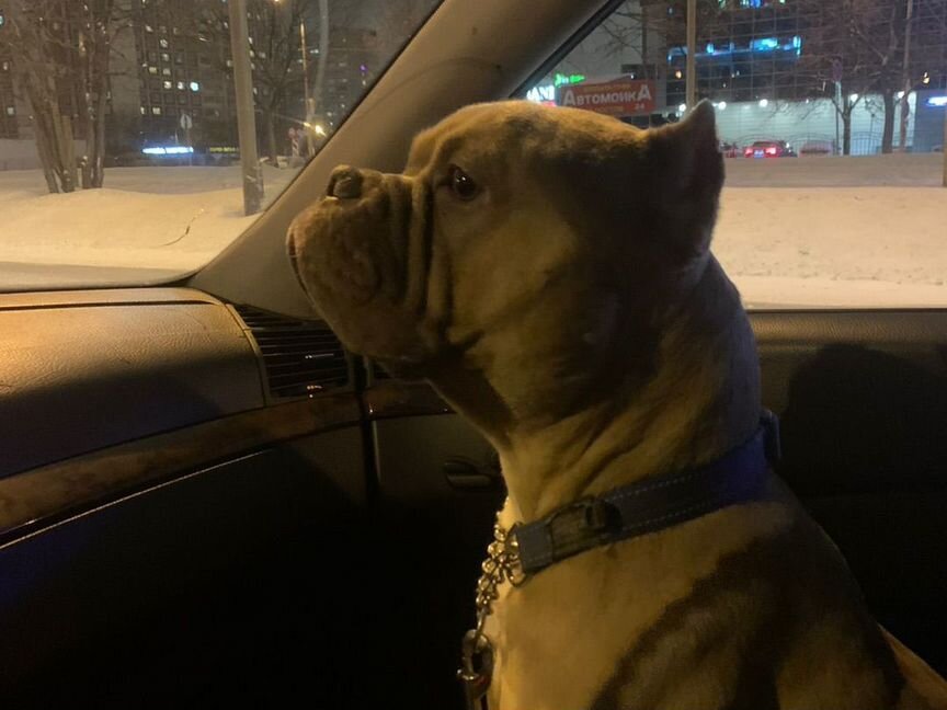 Американский булли вязка