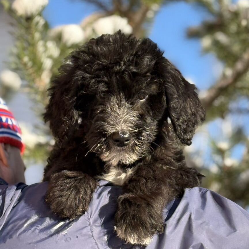 Пудель, щенок