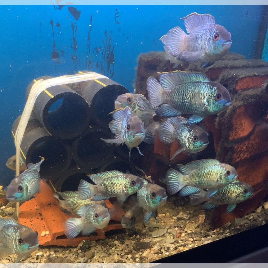 Аквариумные рыбки наннакары