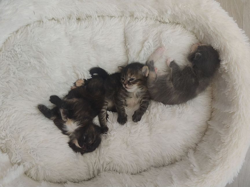 Котята девочки