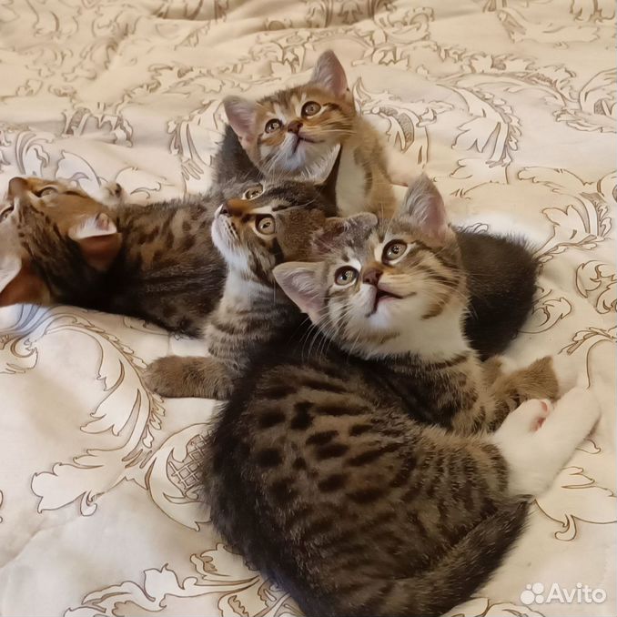 Котята ищут своих новых друзей