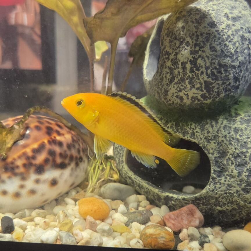 Продам рыбку или обменяю на другую