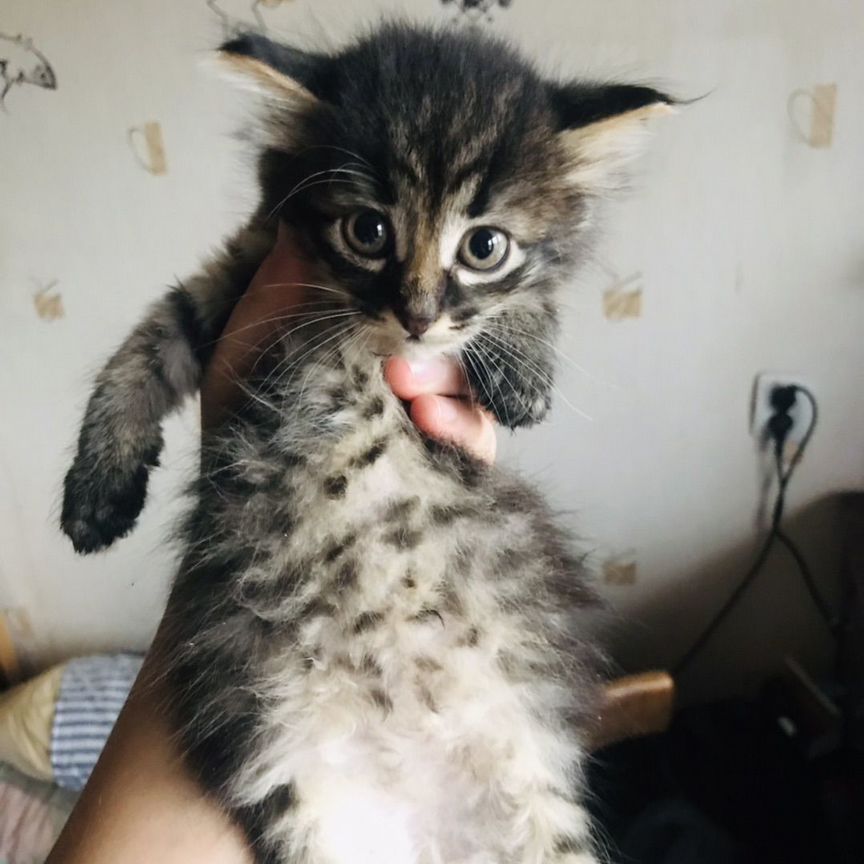Котята
