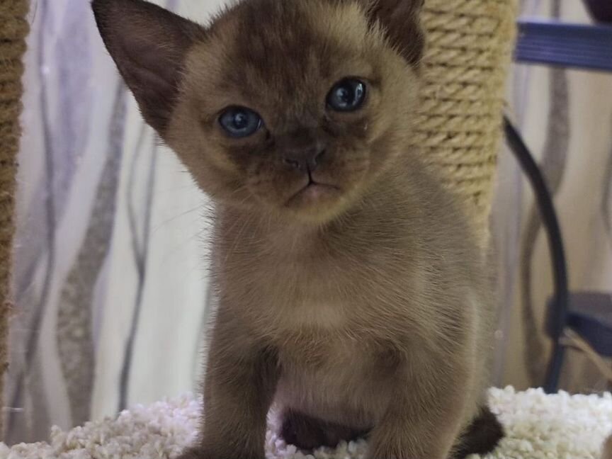 Бурманские котята