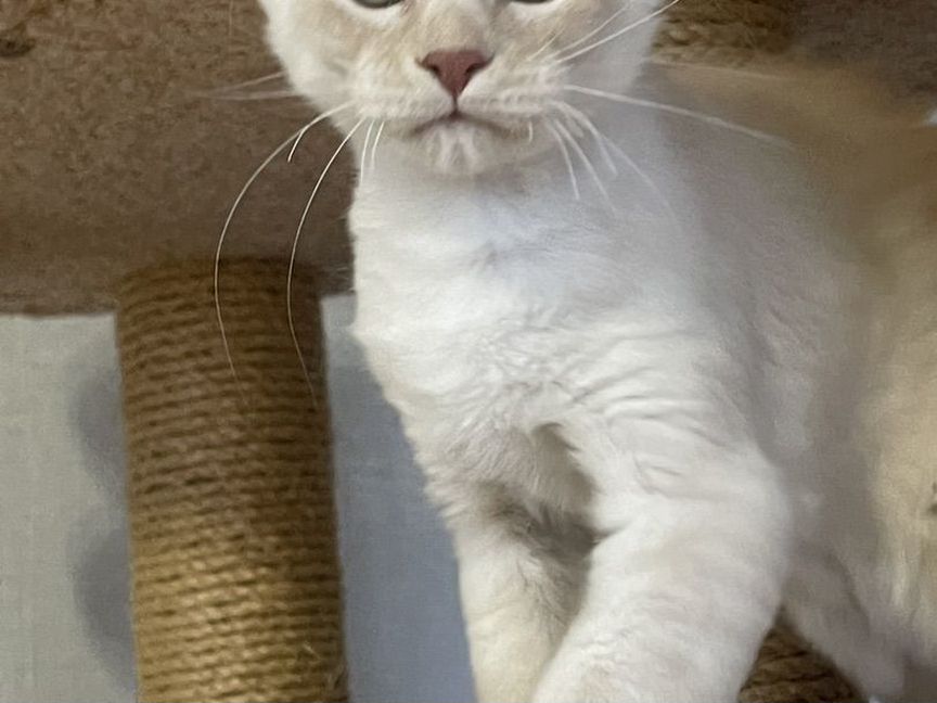 Мейн-кун котята