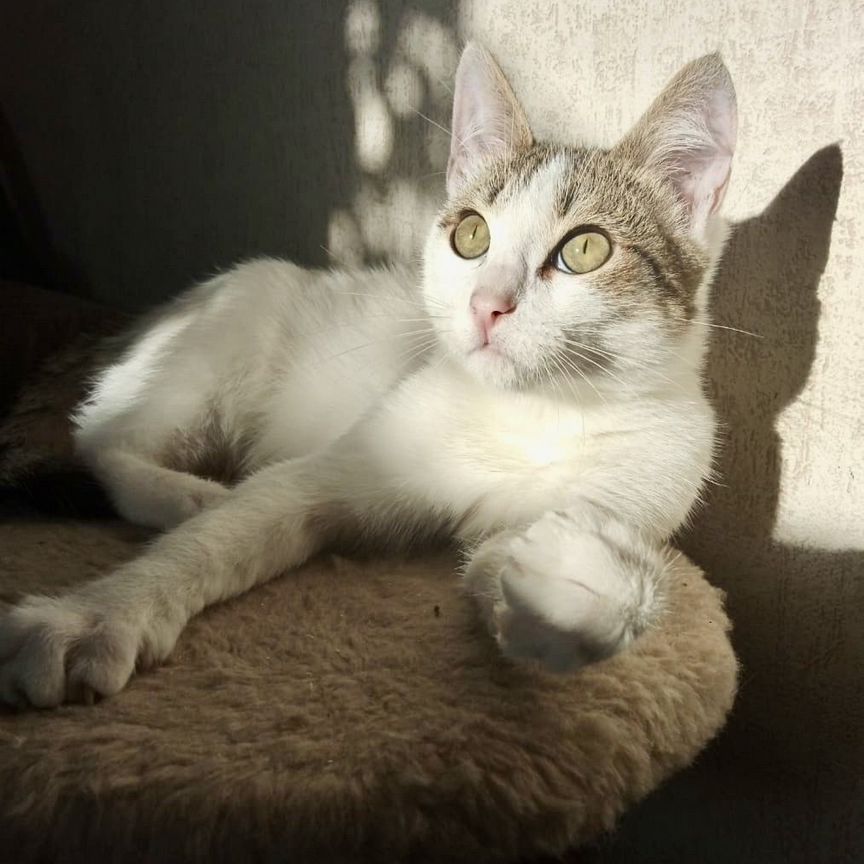 Мальчишка Светлячок в поисках дома