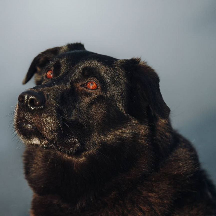 Взрослая собака в добрые руки