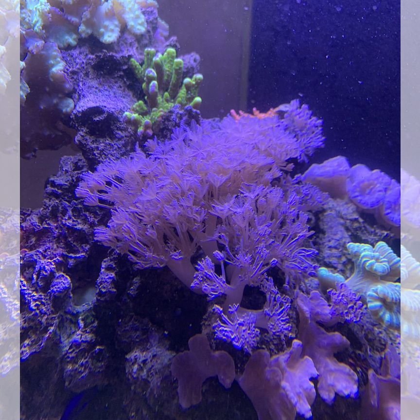 Ксения пульсирующая, копнелла