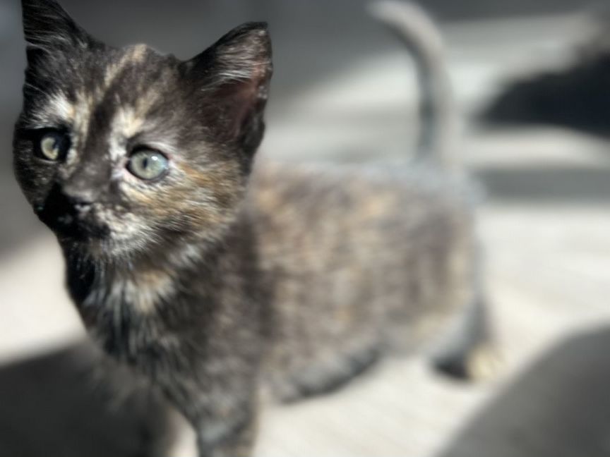 Котята от шотландской кошки в добрые руки