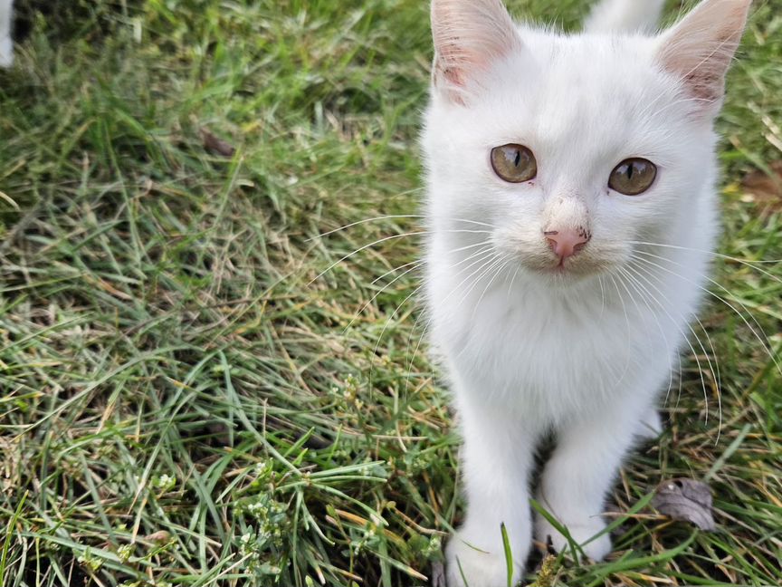 Белый котёнок