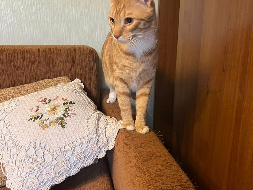 Рыжий кот в добрые руки