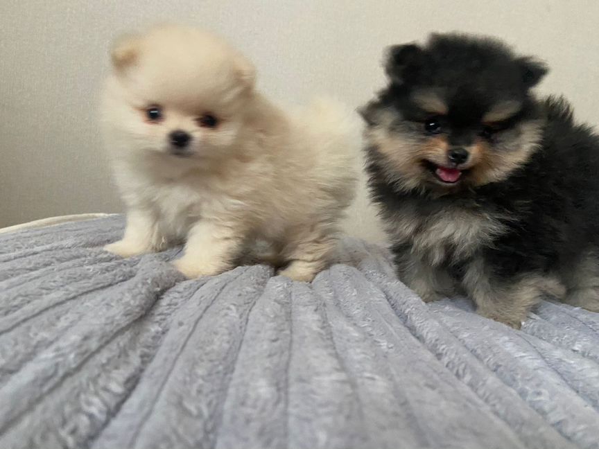 Щенки шпица