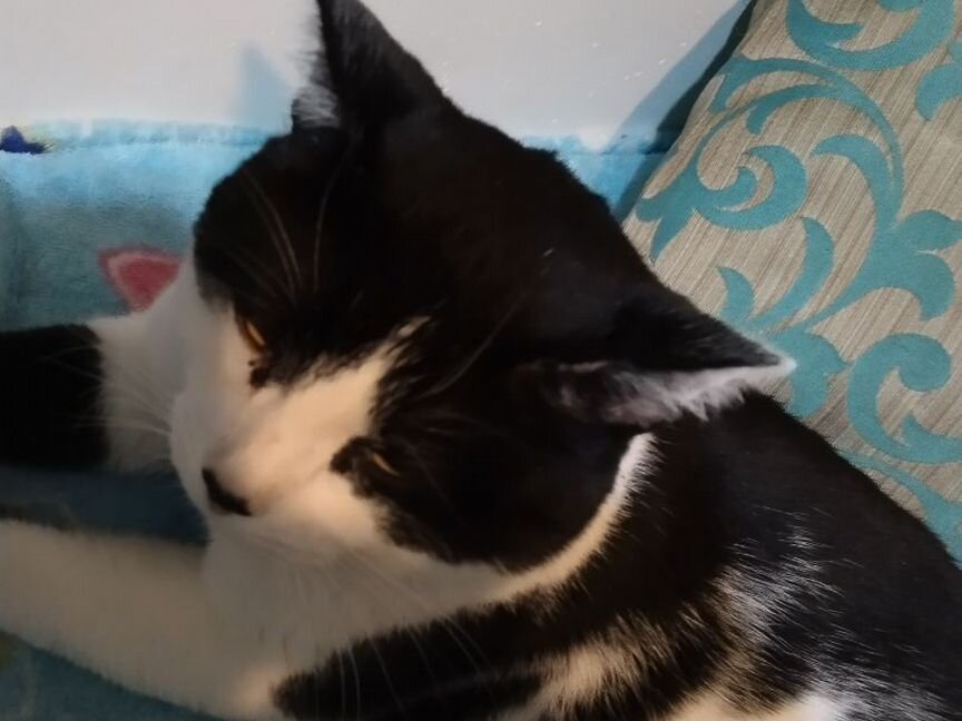 Потерялся кот