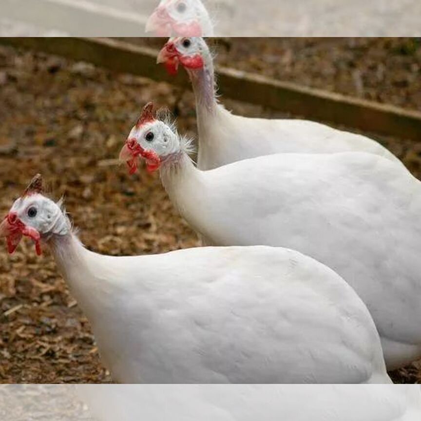 Продам цесарок