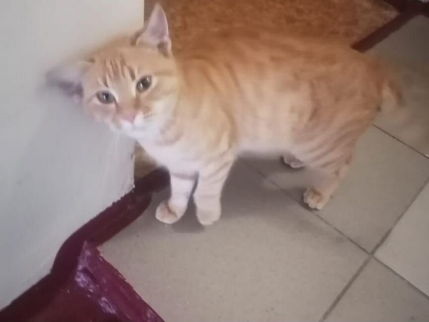 Бездомный котик 5 месяцев