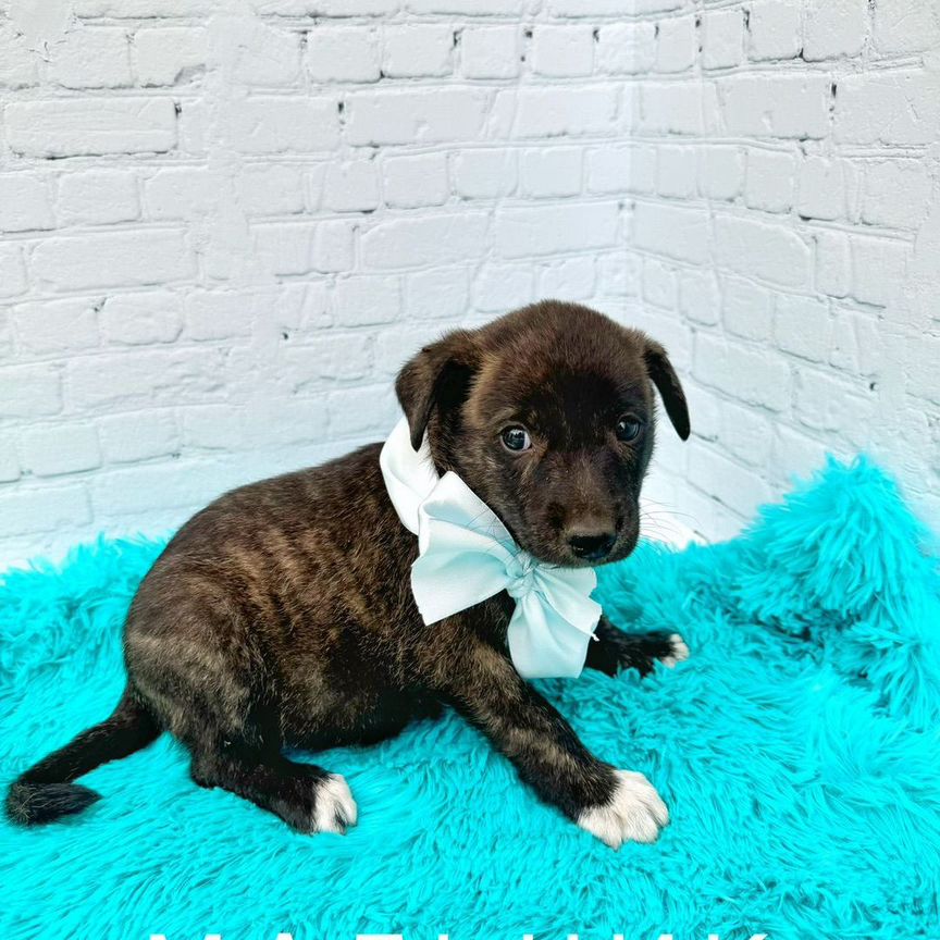 Щенок Жоржик в добрые руки