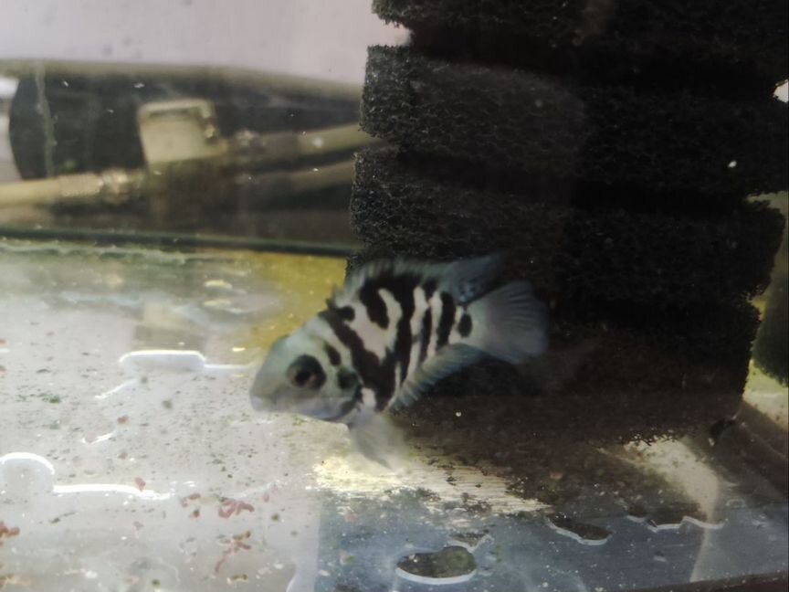 Рыба Цихлида чернополосая