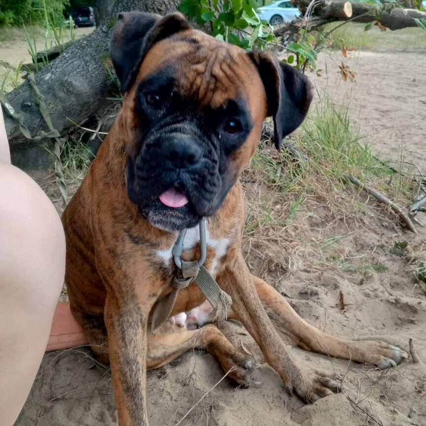 Ищем кабеля немецкого боксера на вязку