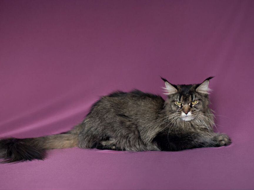 Кошки мейн-кун бесплатно