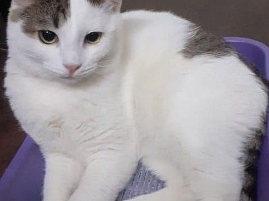 Котёнок Елисей, кастрированный