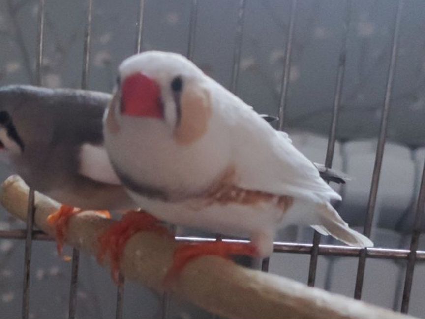 Зебровые амадины