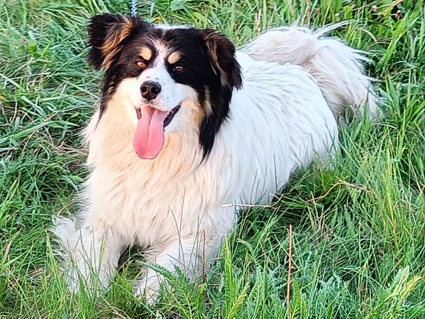 Собака Ральф в добрые руки. Доставка