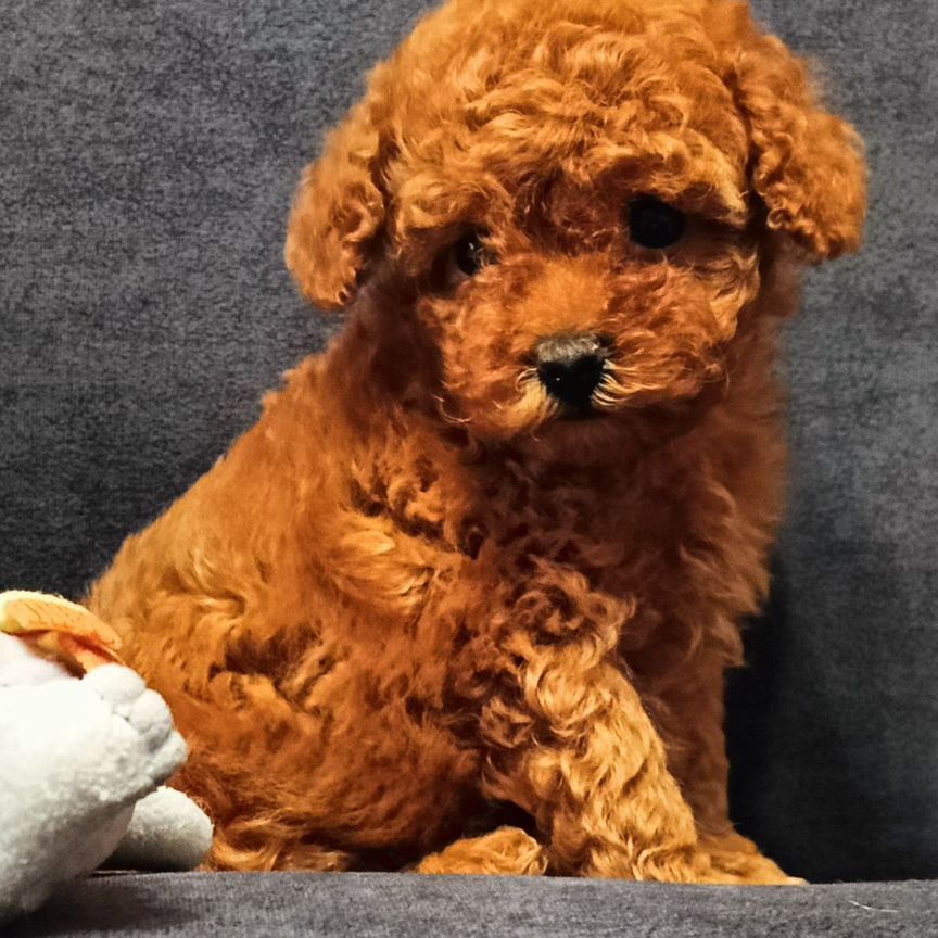 Пудель, щенок