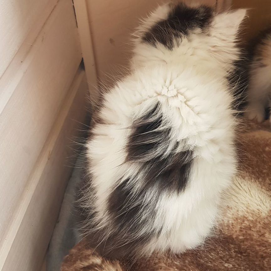 Маленький пушистик