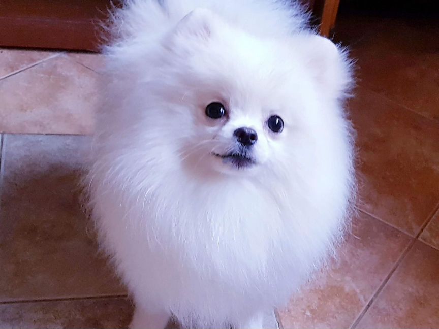 Померанский шпиц медвежьего типа