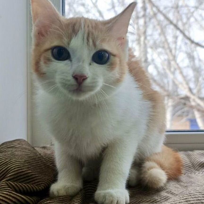 Кошечка 3,5 месяца бесплатно