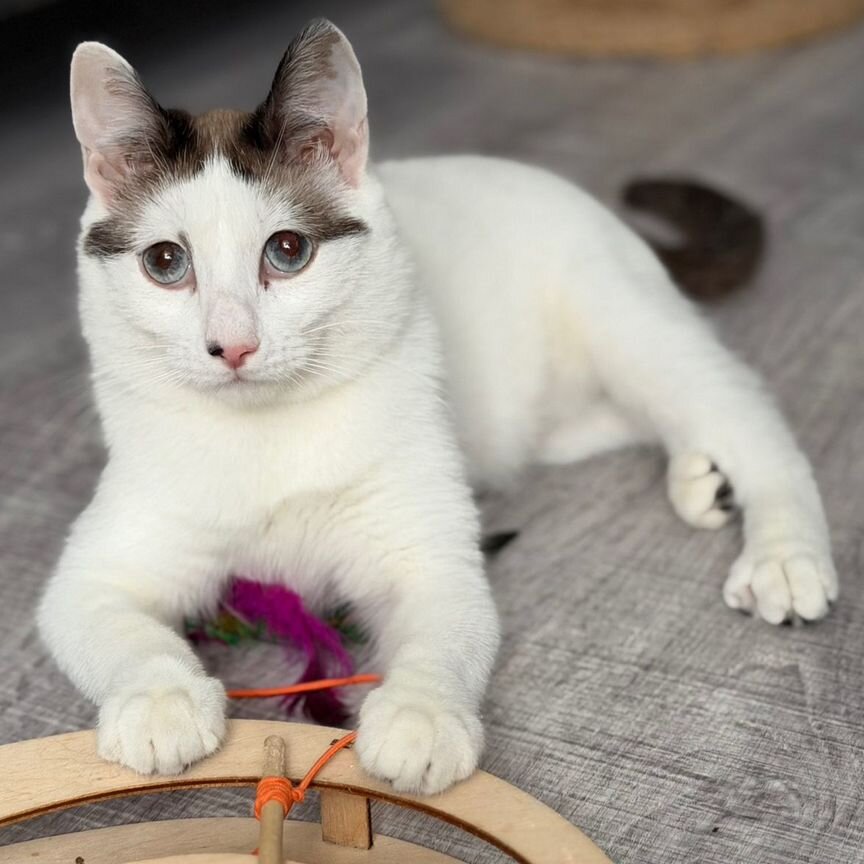 Рэгдолл котёнок