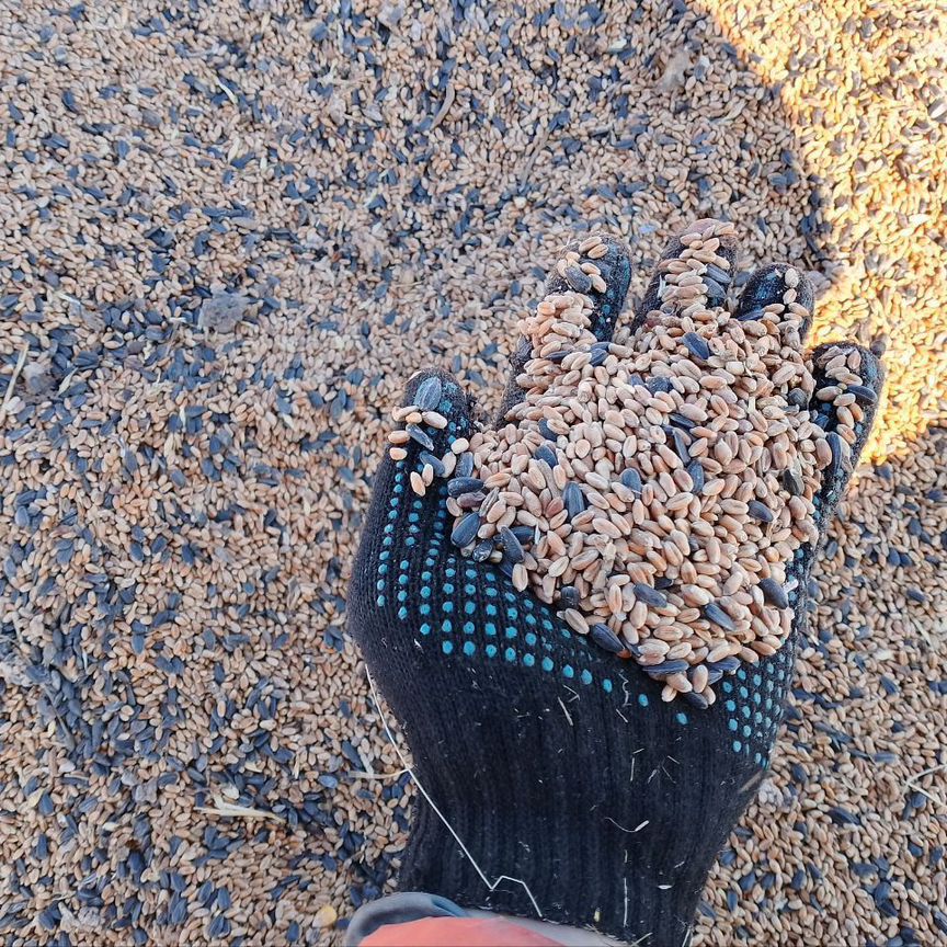 Пшеница с семечкой