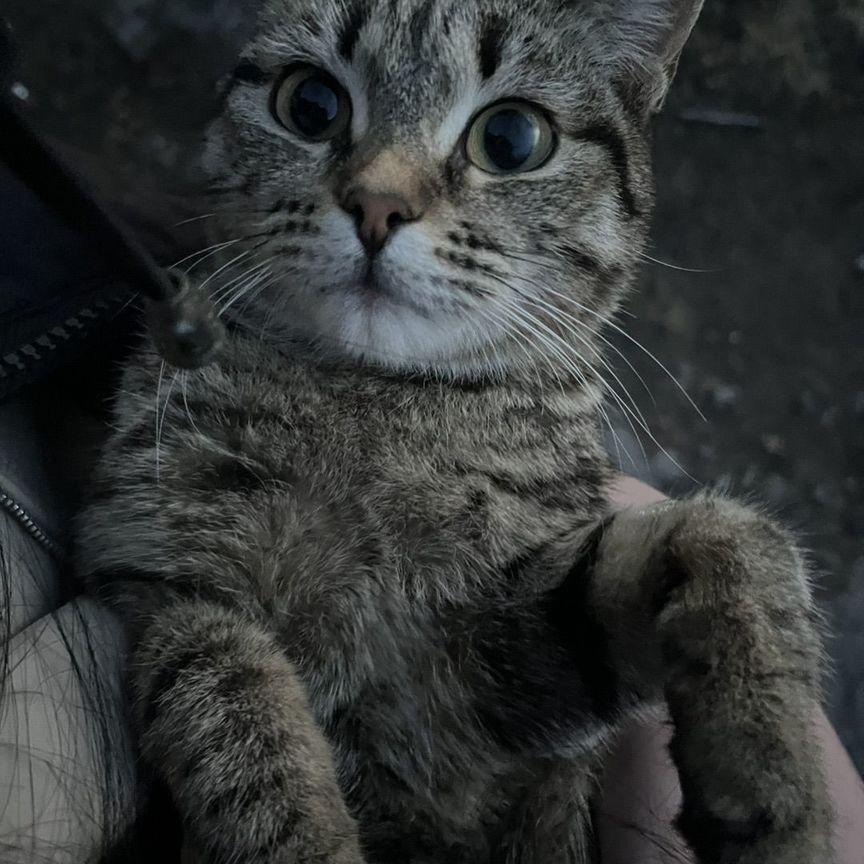 Котенок девочка