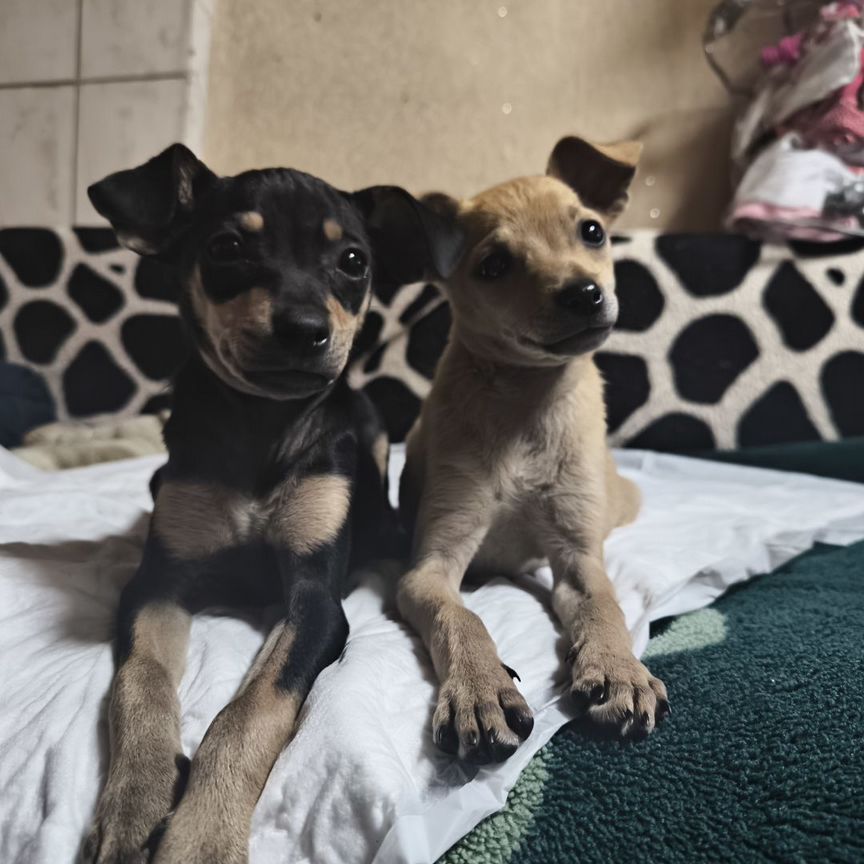 Мини той-терьер щенки