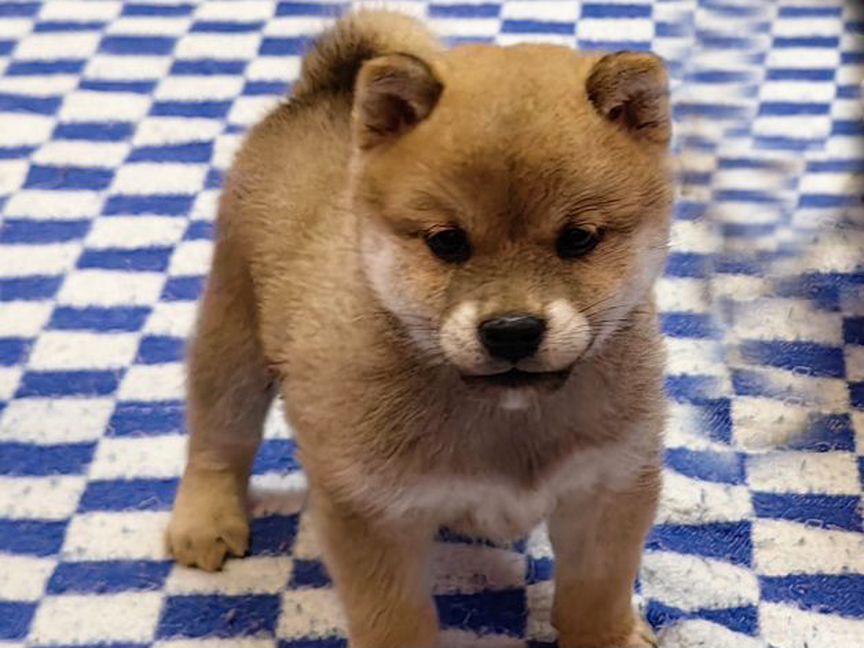 Сиба ину. Рыжульки