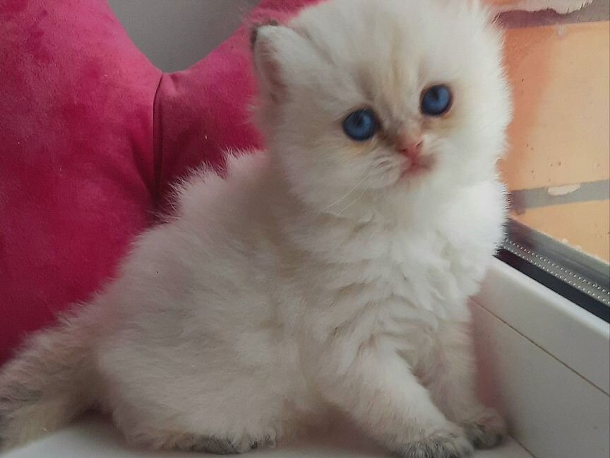 Британские котята