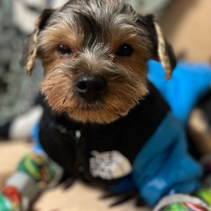 Йоркширский терьер, щенок