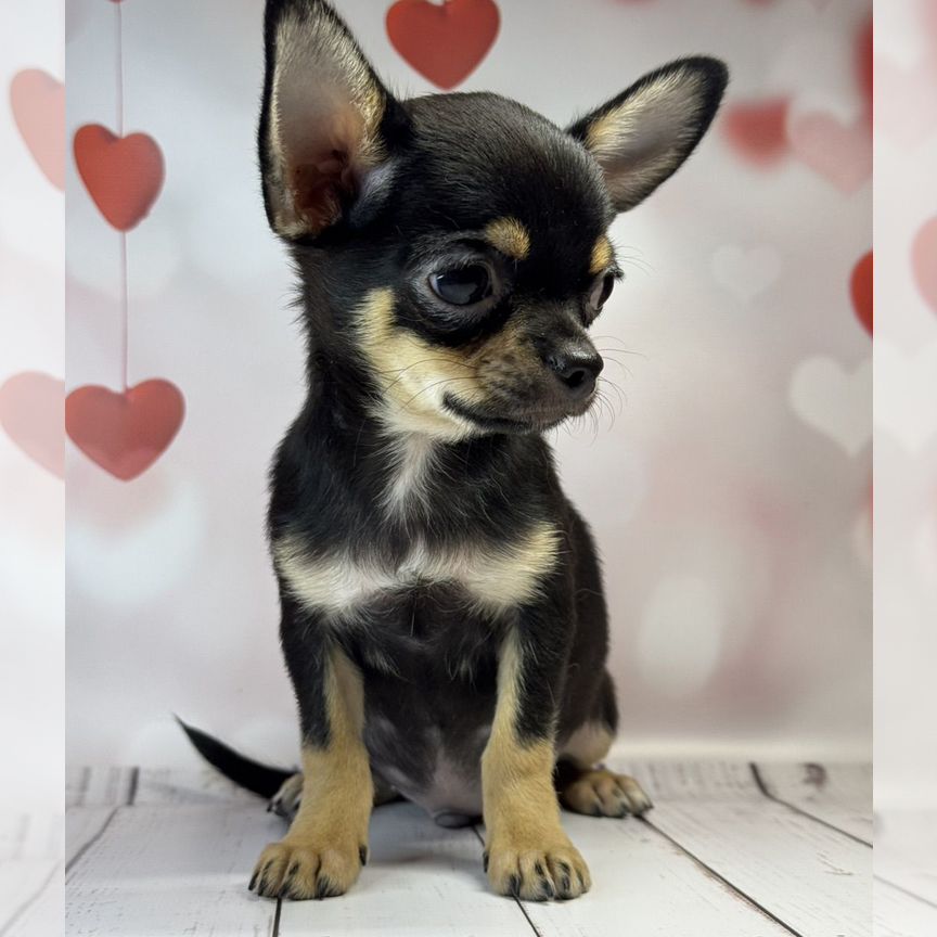 Чихуахуа, щенок