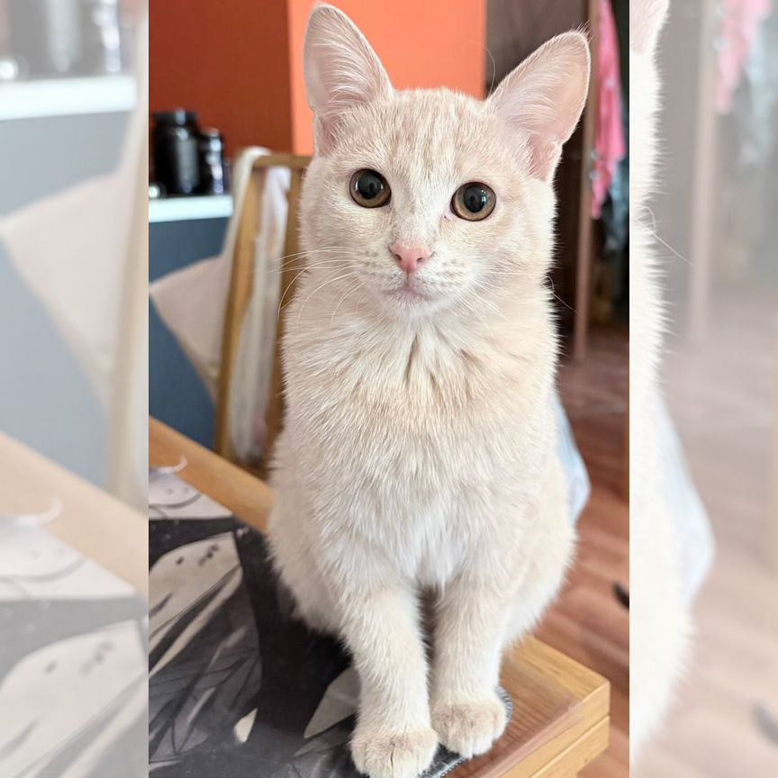 Котёнок в добрые руки