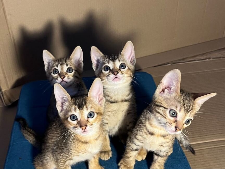 Котята метисы Абиссинки и Бенгала
