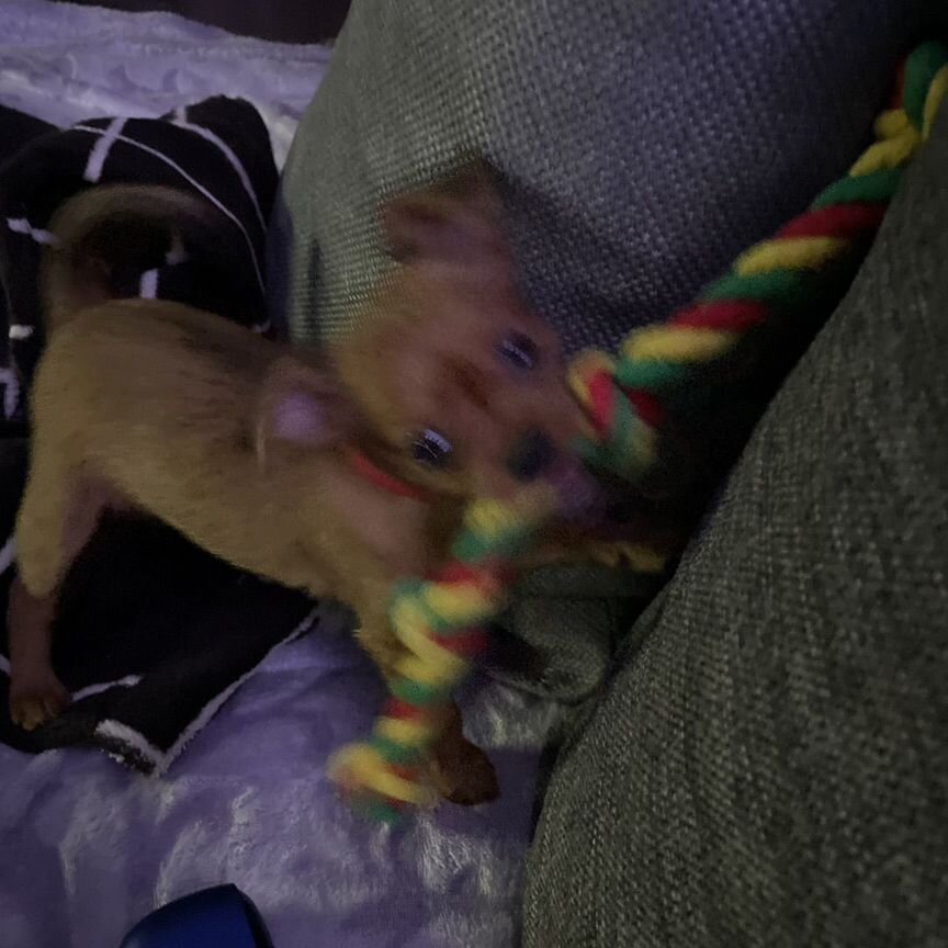 Собаки щенки маленькой породы