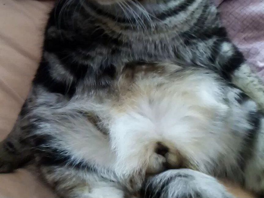 Шотландский кот на вязку
