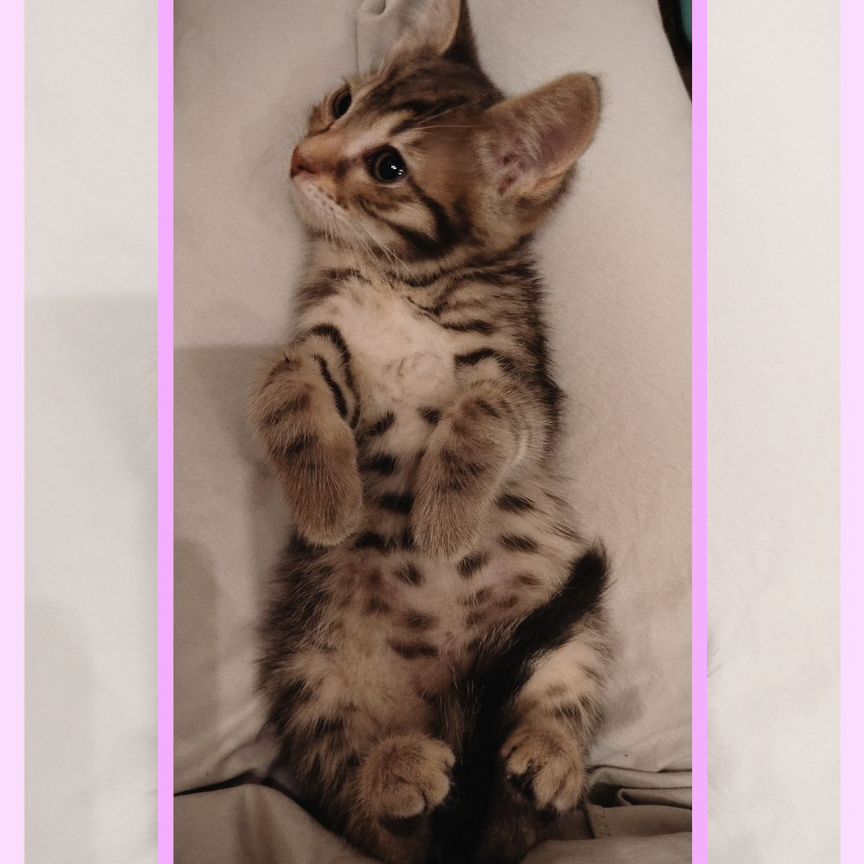 Котёнок в добрые руки